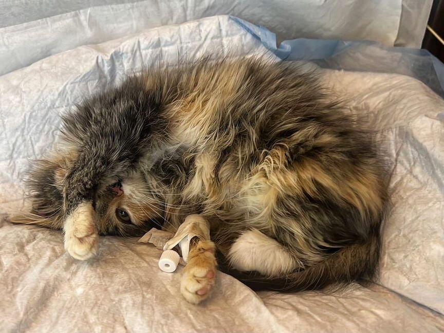 Котятки с улицы