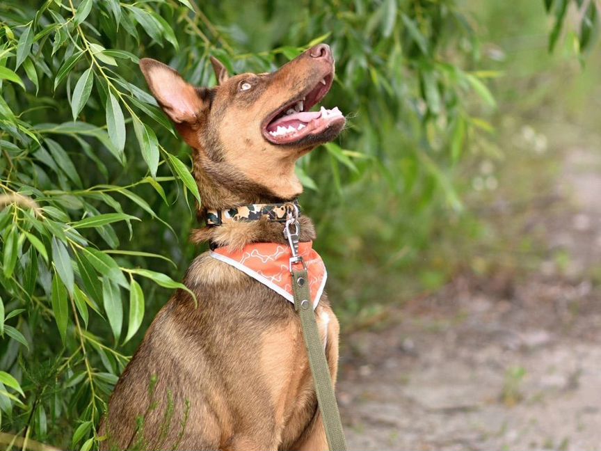 Вегасу нужен дом