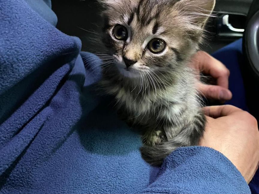 Котенок мальчик бесплатно