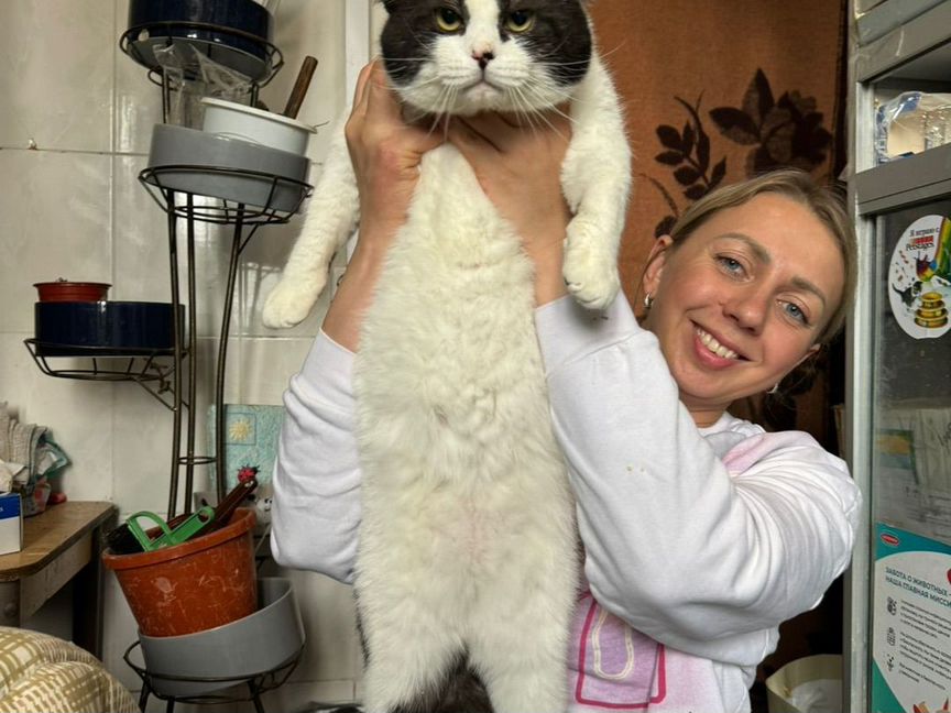 Кот Батон в добрые руки