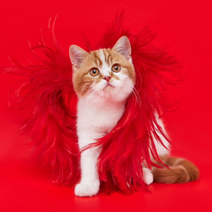 Британский кот