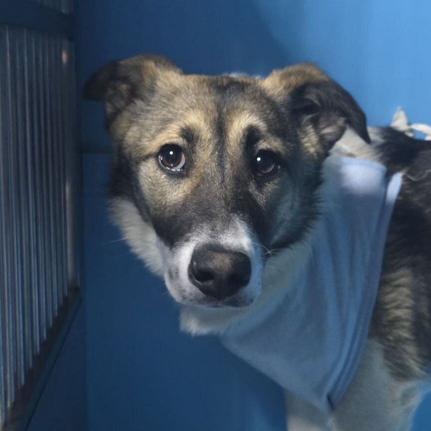 Сутки на поиск дома для щенка Ёлочки(14кг,6 мес)