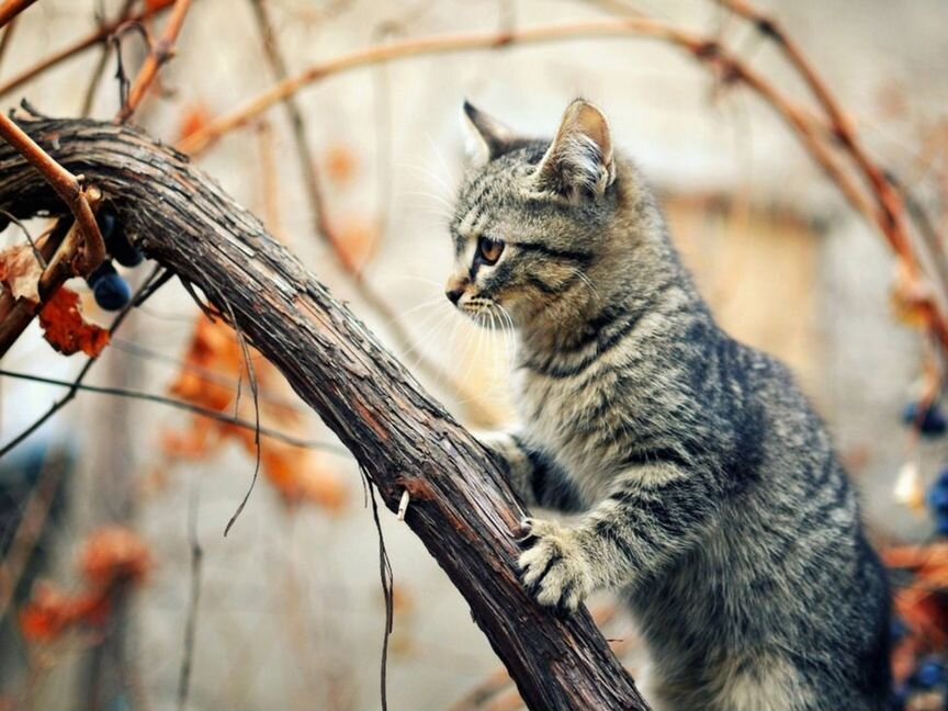 Милая кошечка ищет дом)