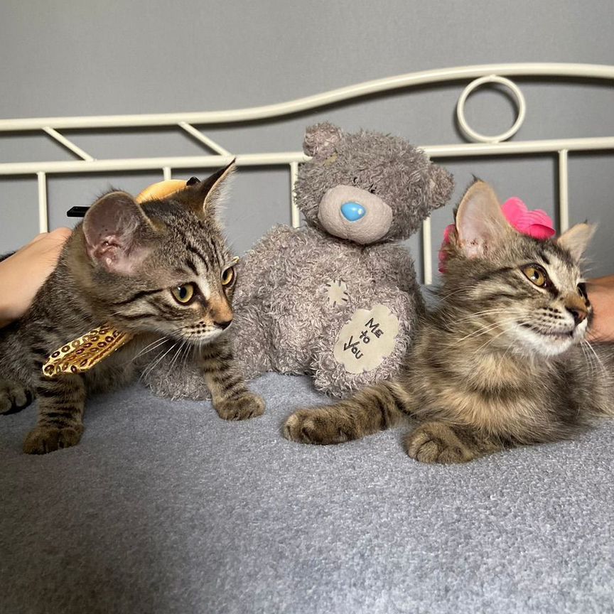 Котята бесплатно
