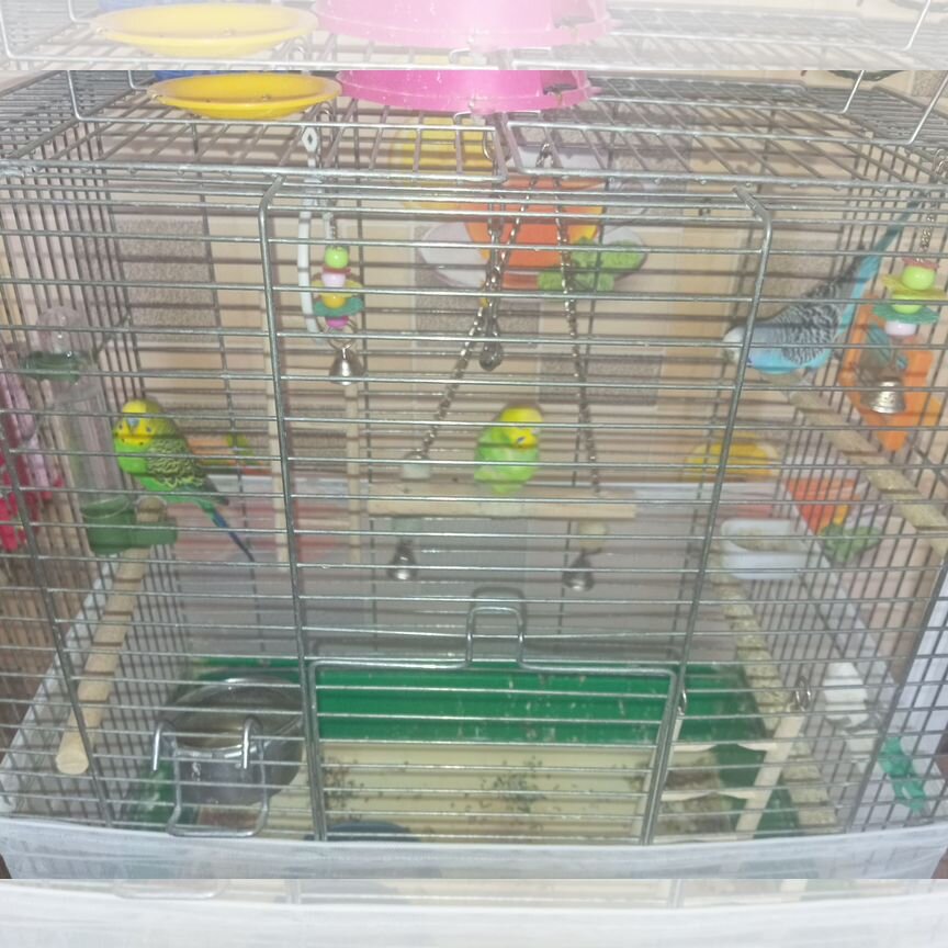 Волнистый попугай с клеткой