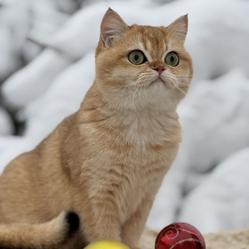 Скоттиш страйт, золотая шиншилла, ny12