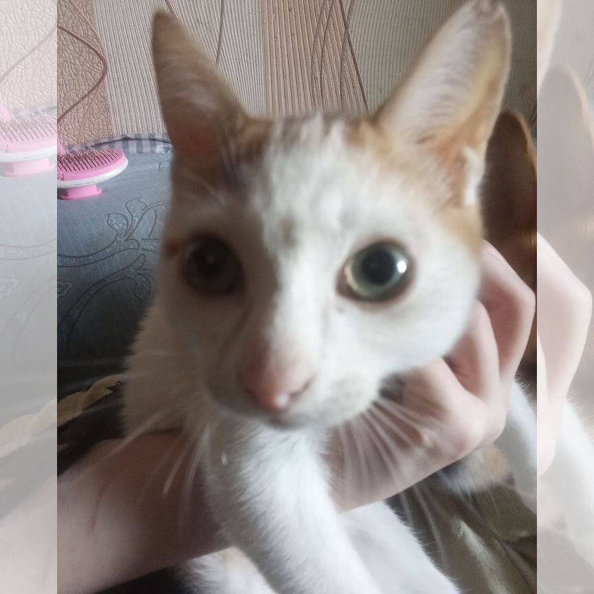 Котенок