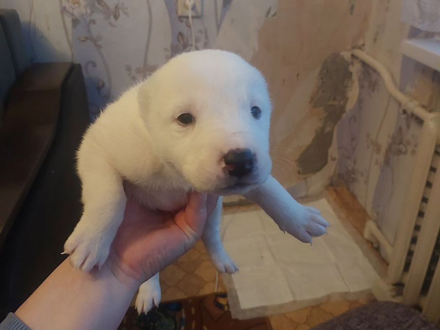 Продам собаку Алабай 6 месяцев