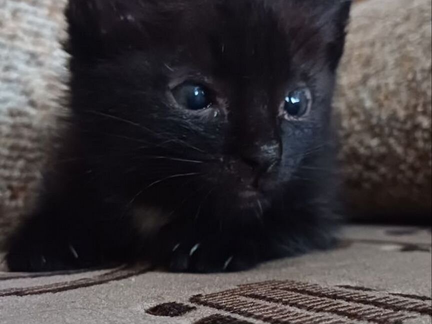 Кошка