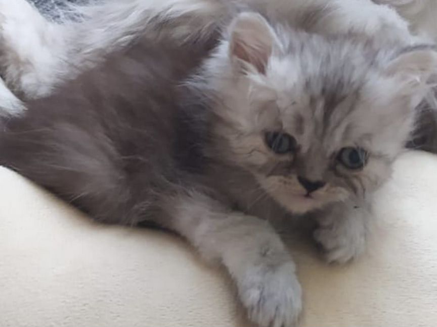 Норвежская лесная котята 1 мес
