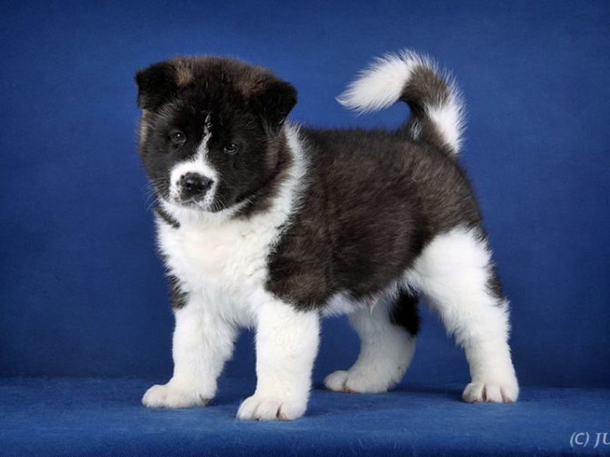 Щенки американской акиты)