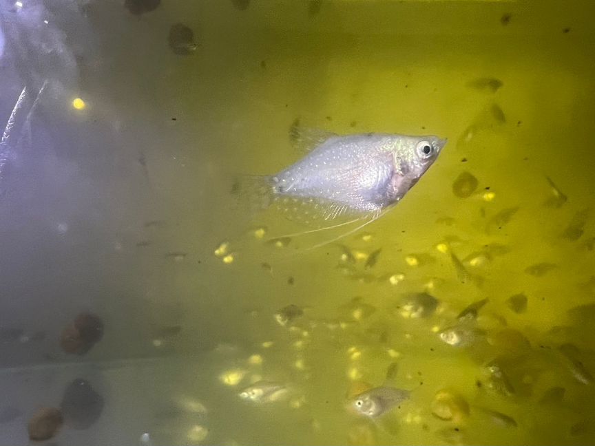 Живая рыба жемчужная гурами