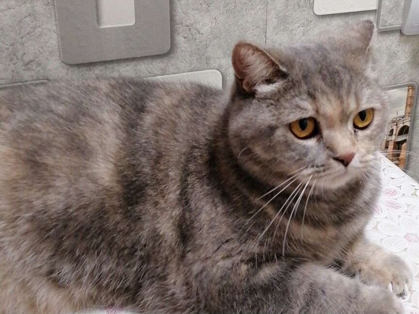 Британский вислоухий кот