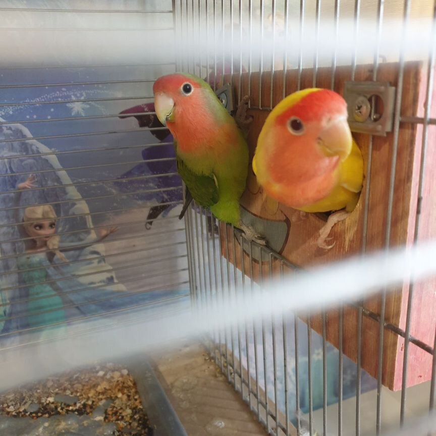 Попугаи неразлучники