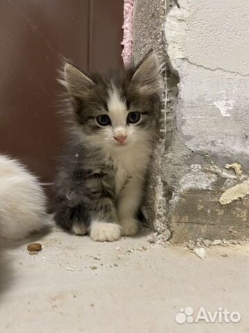 Котенок девочка