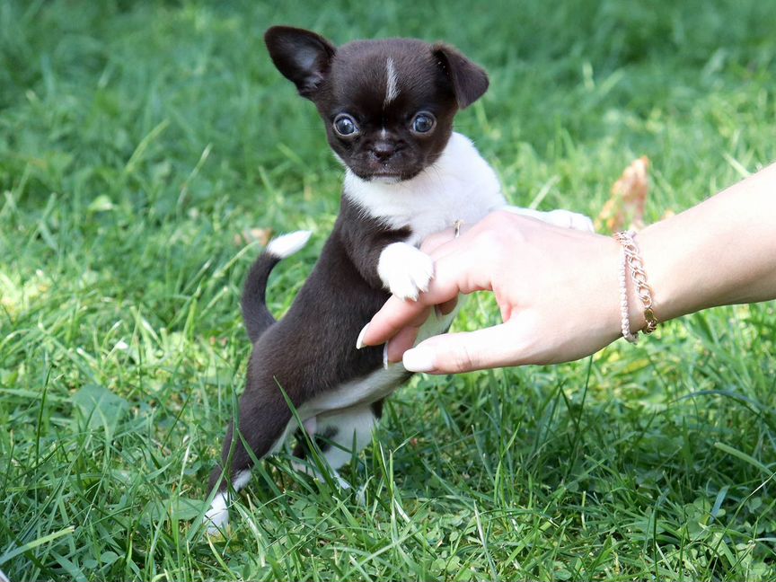 Чия.Красотка чихуахуа с доставкой и видео