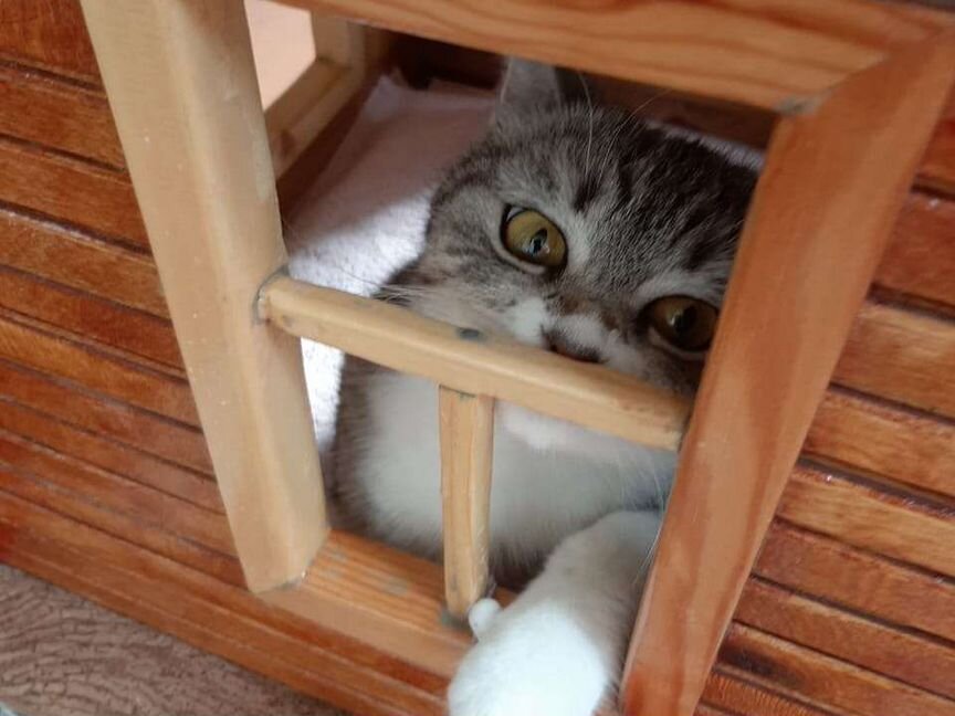 Кошка британка, в дар, с домиком