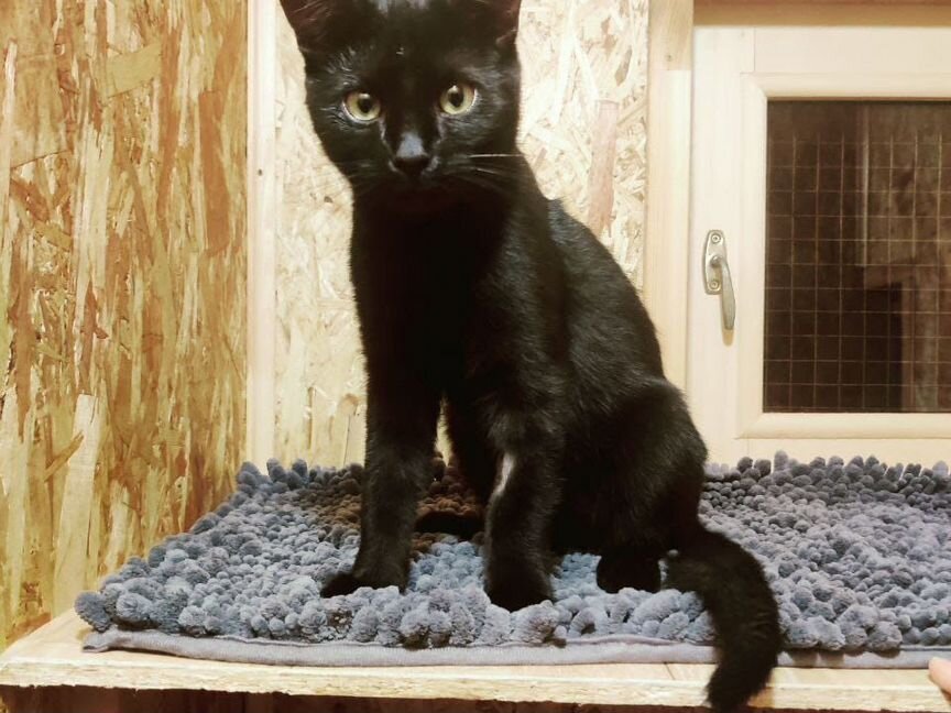 Котенок Пашка. Подкинут в подезд