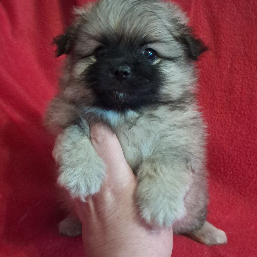 Шпиц мальчишка