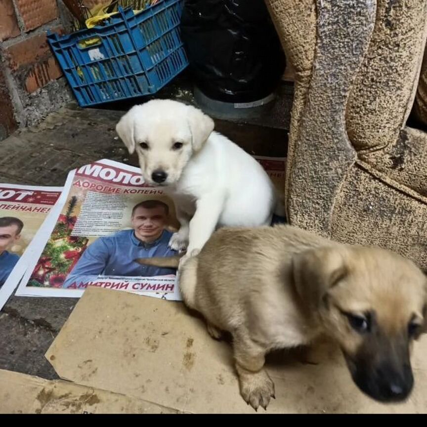 Щенки в беде. Пристраиваю в добрые руки