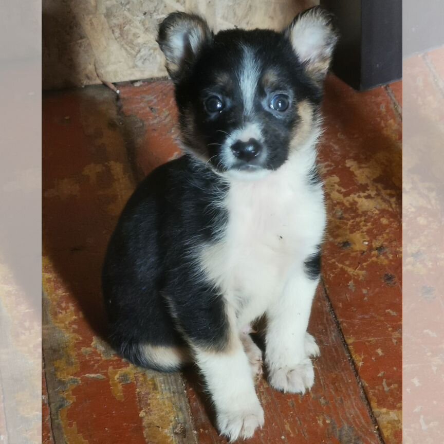 Щенок в добрые руки