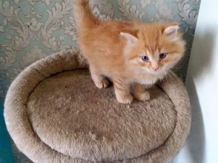 Рыжий котенок