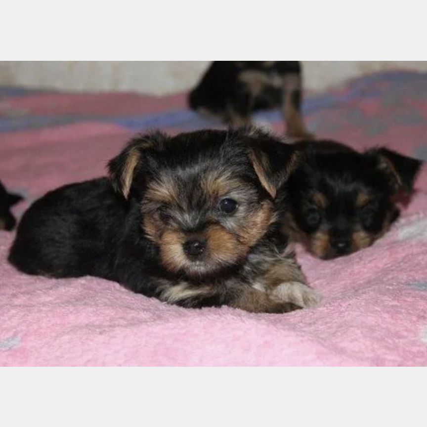 Йоркширский терьер щенки стандарт