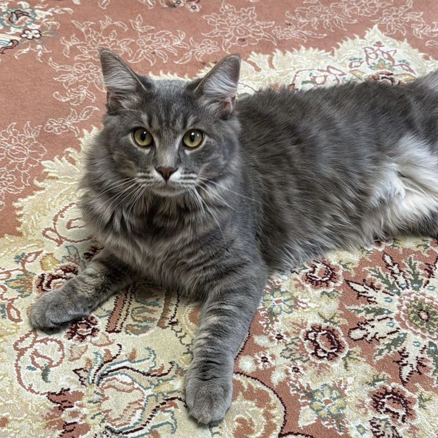 Кот в добрые руки