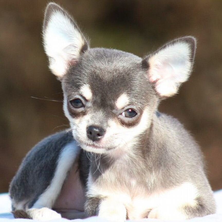 Чихуахуа, щенок