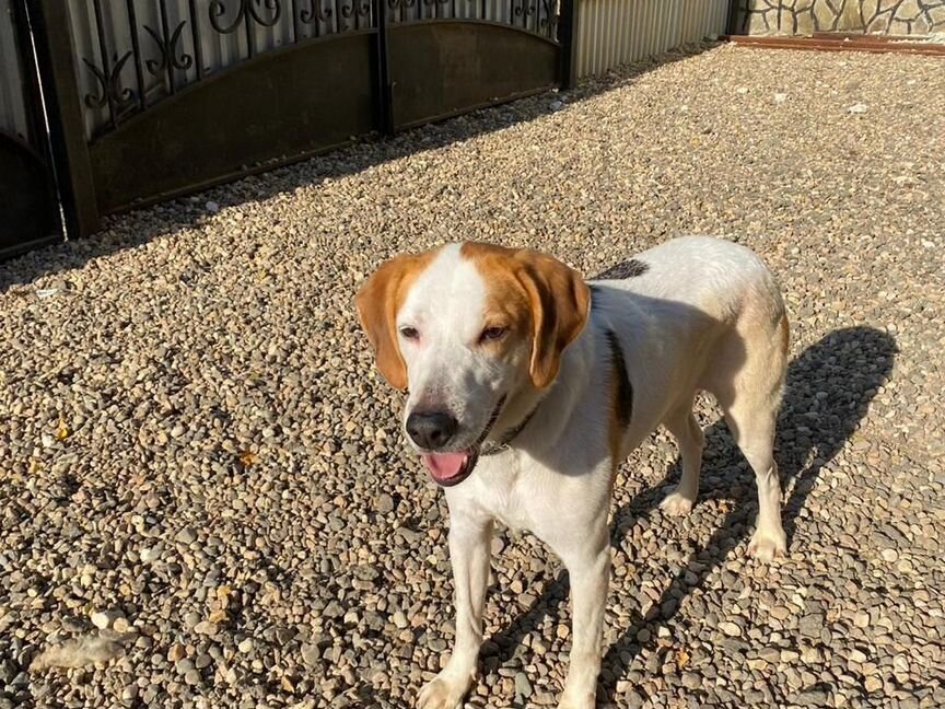 Лола из приюта теряет веру в людей