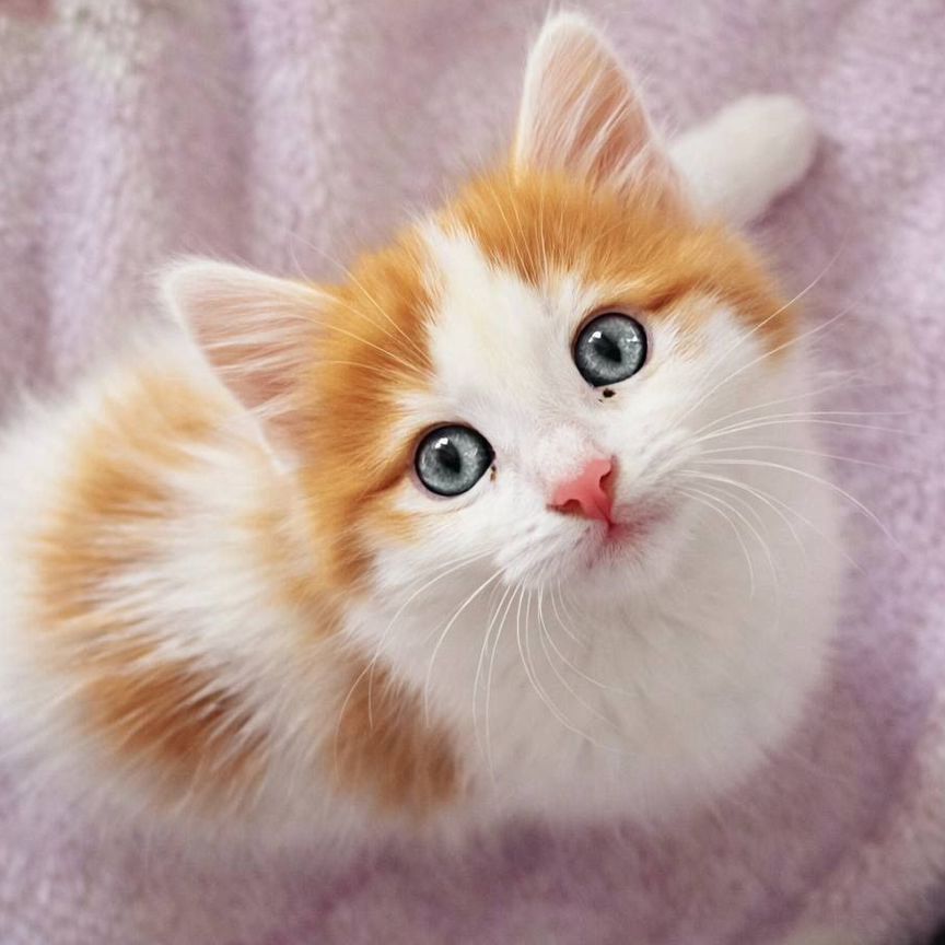 Тайский котёнок