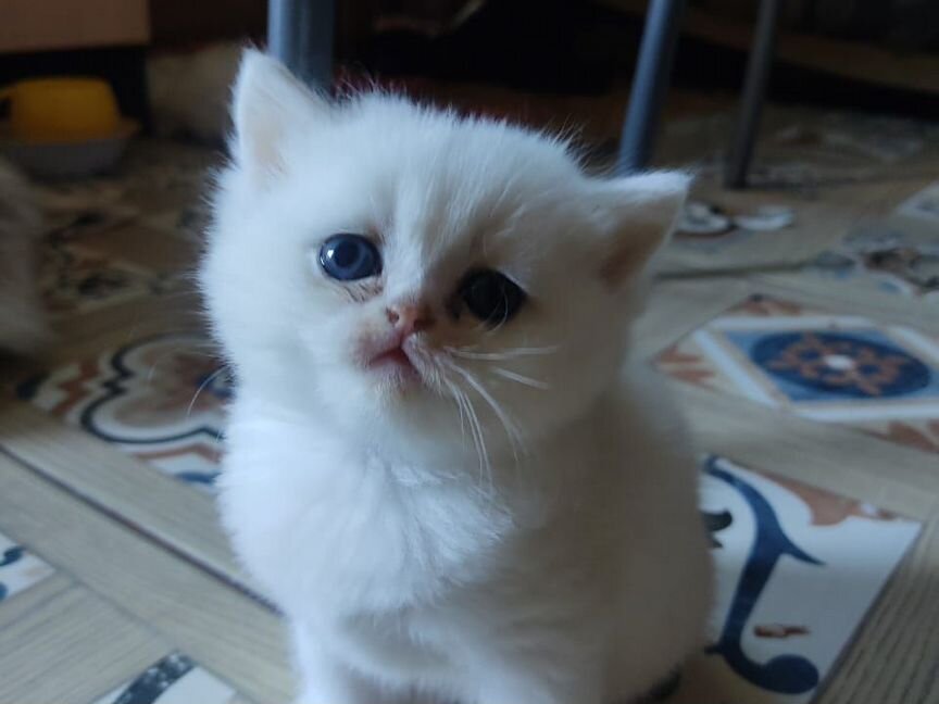 Шотландская Вислоухая Малышка ищет семью