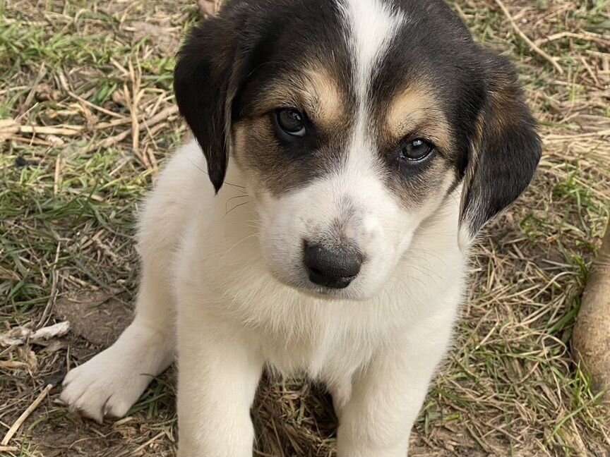 Щенок 1.5 месяца в добрые руки