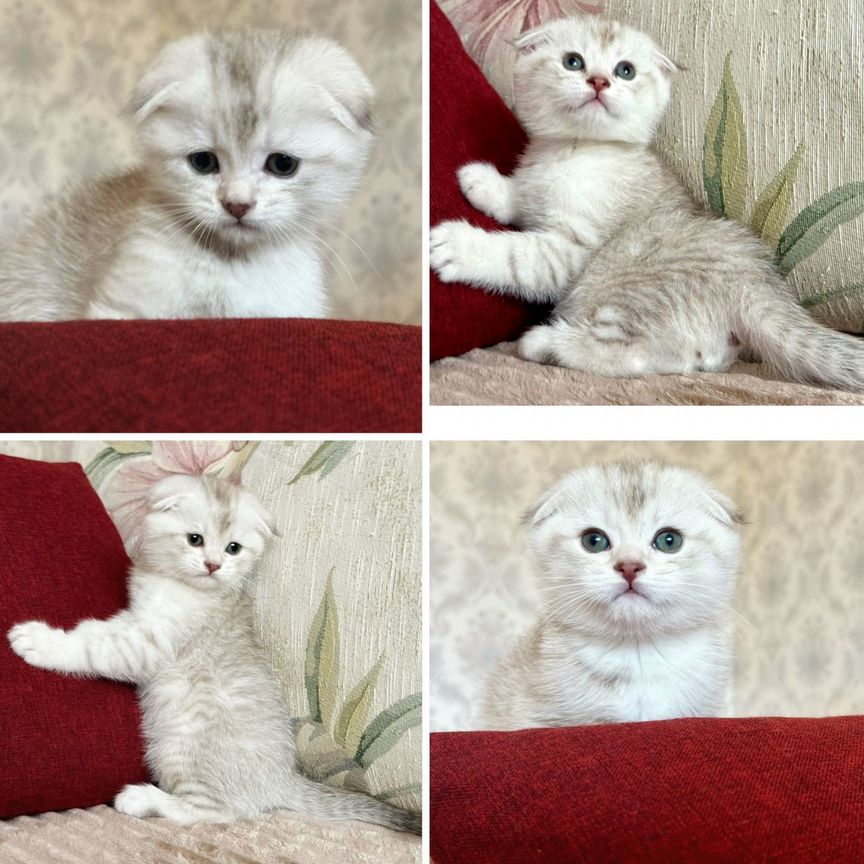 Шотландские вислоухие и прямоухие котята