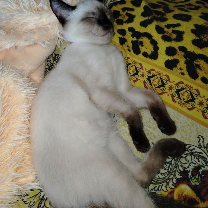 Отдам кота 5 месяцев