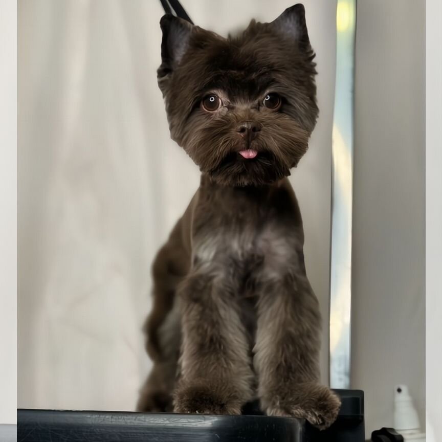 Йоркширский терьер, взрослая собака