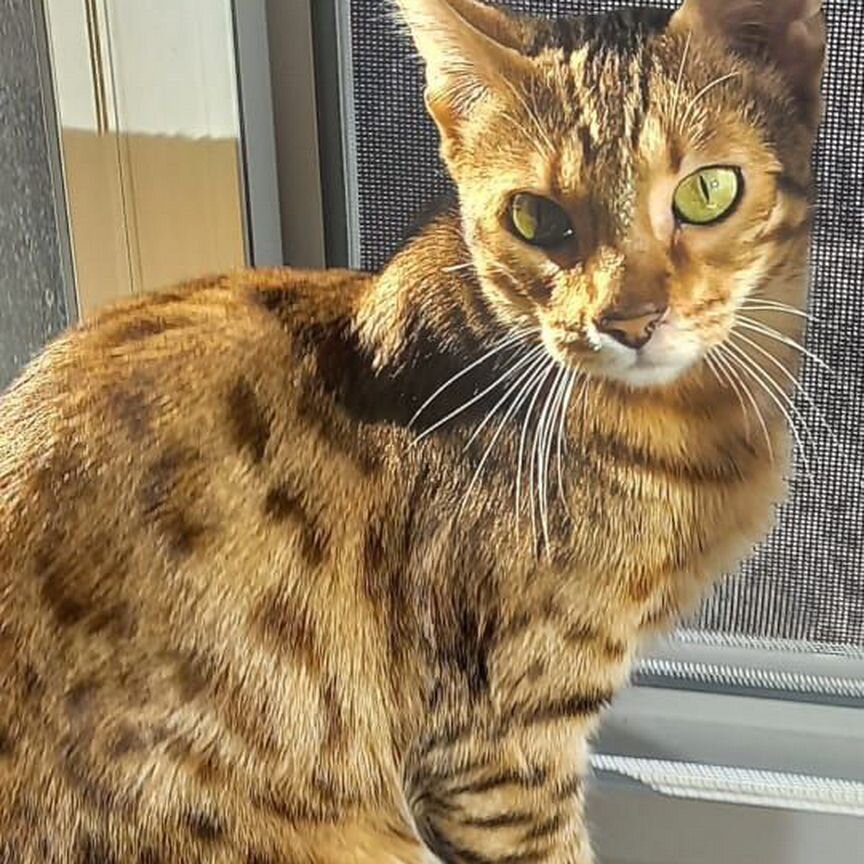 Кошечка 1,5 года