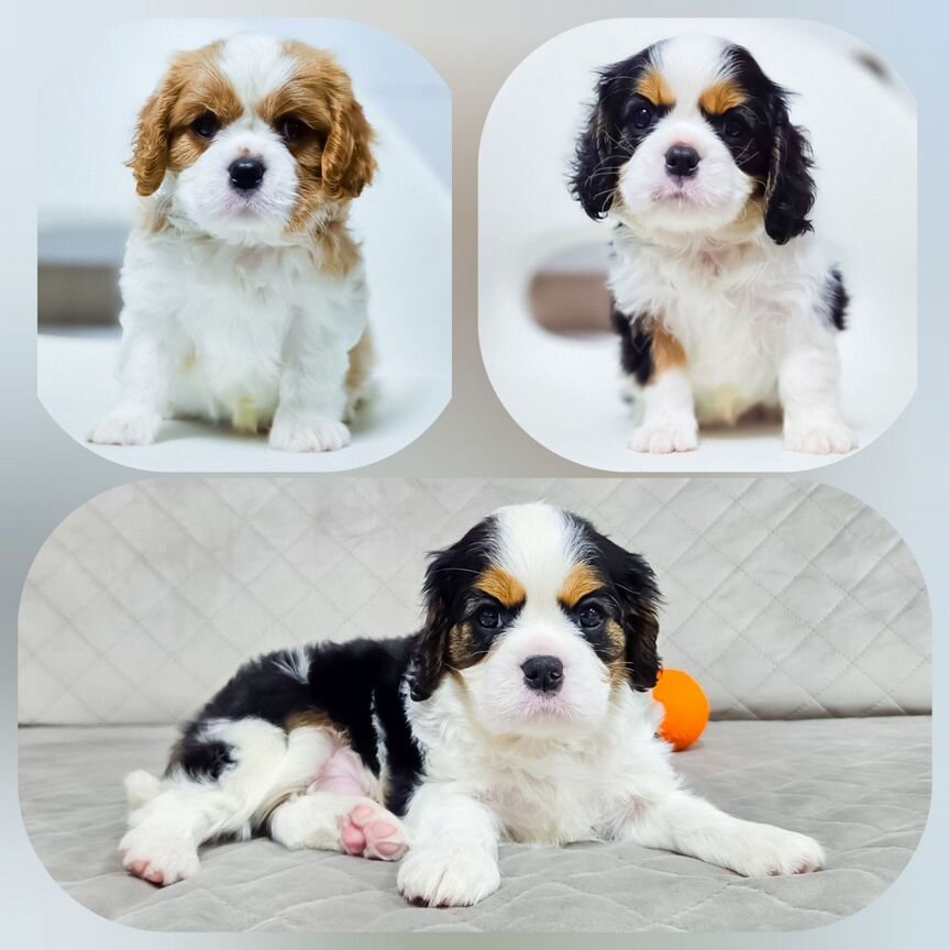 Кавалер кинг Чарльз спаниель