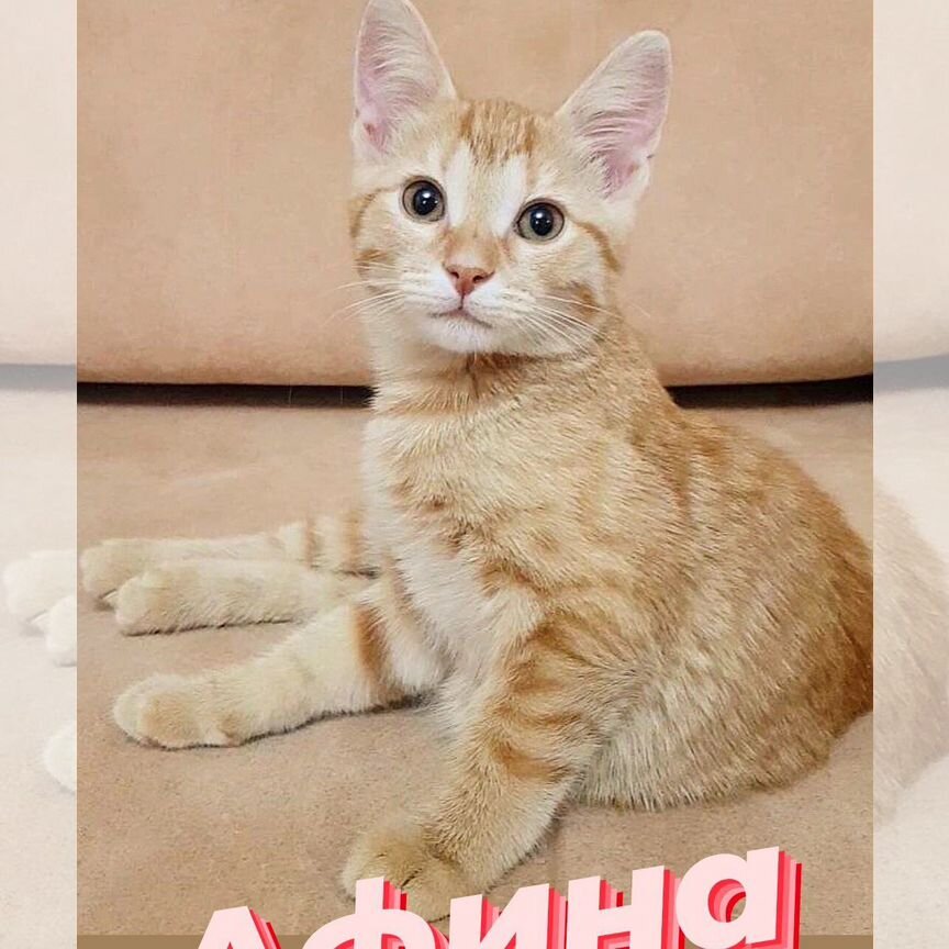 Кошечка Афина в добрые руки