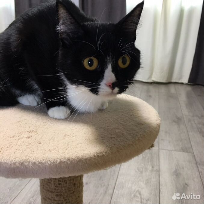 Масяня ищет дом