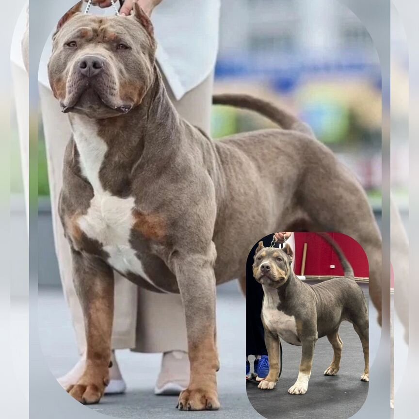 Американский булли xl