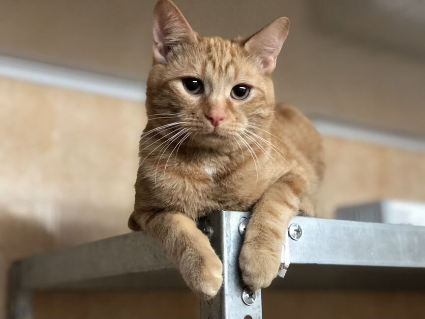 Молодой котик мышелов