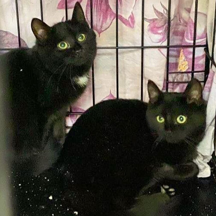 Ищем дом для сестричек Чернички и Чернушки