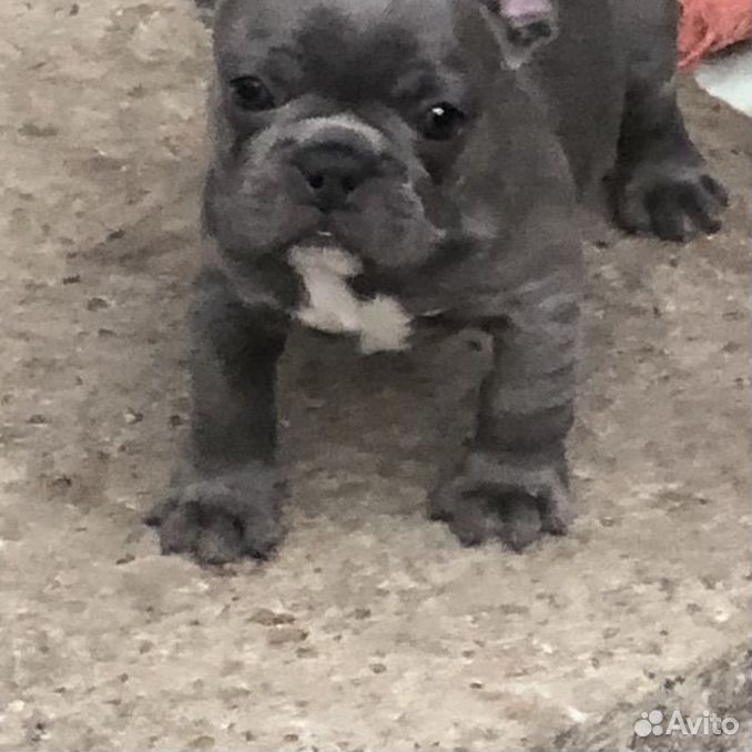 Мальчик Француз