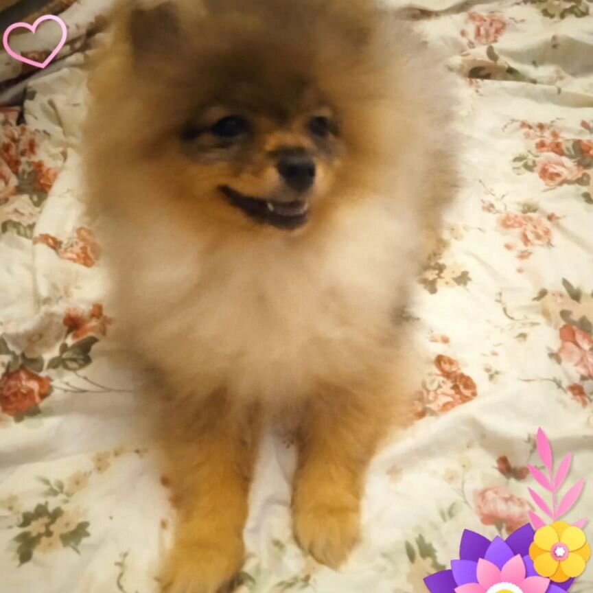 Цена всего неделю Шпиц мини