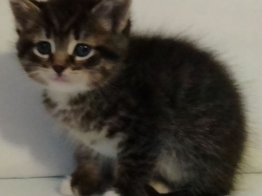 Сибирские котята