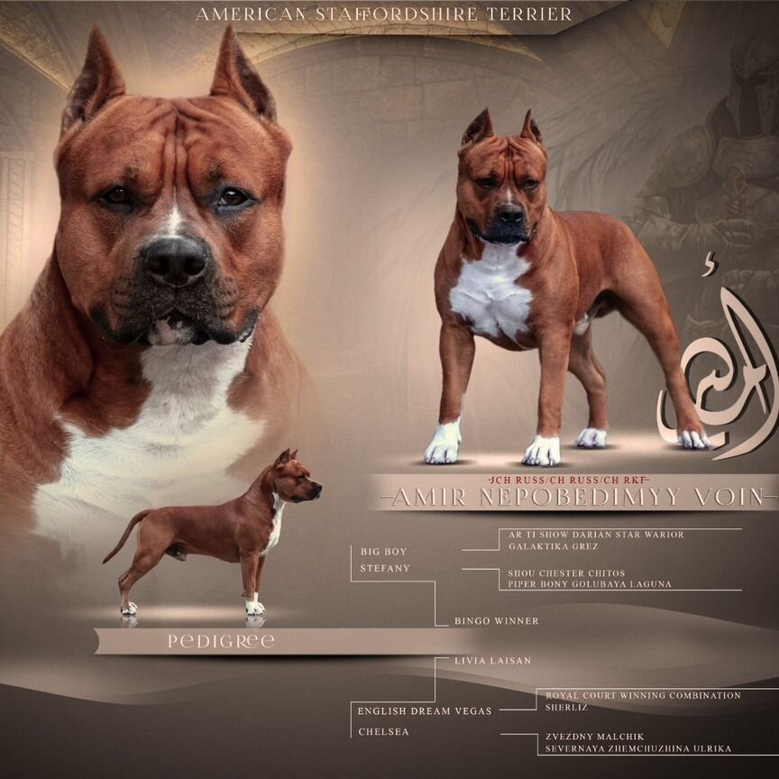 Стаффордширский терьер. Вязка