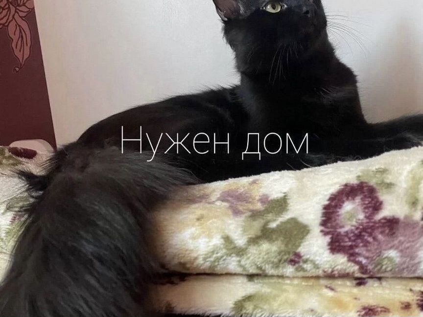 Черный котенок спасенный ищет дом