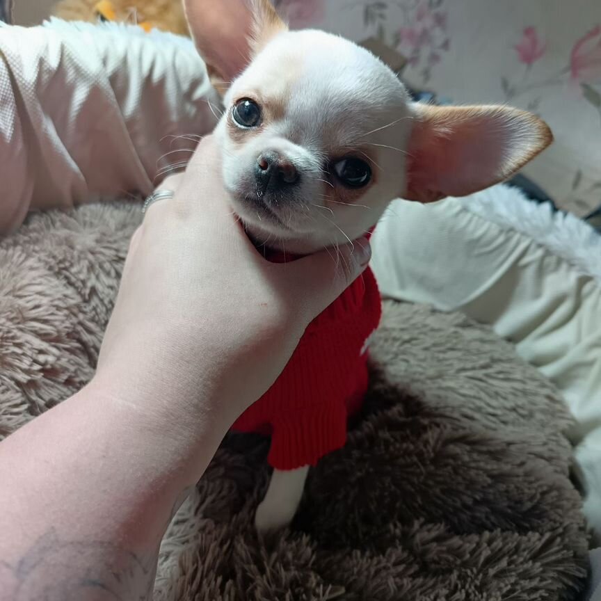 Чихуахуа, щенок