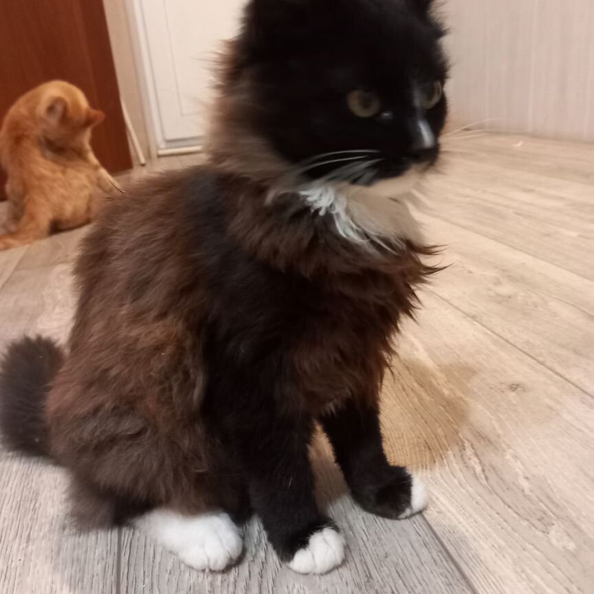 Котята рекдол